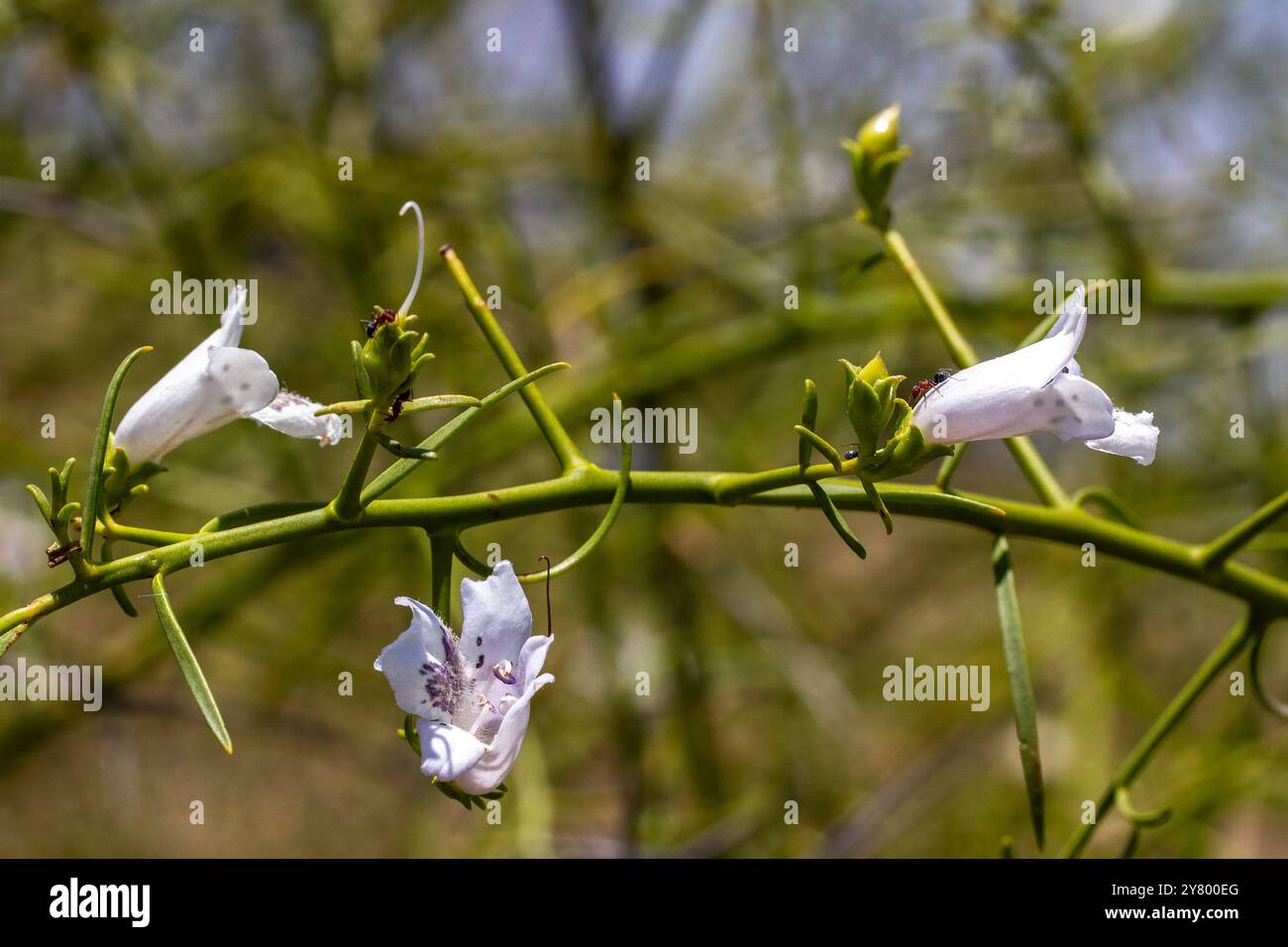 Twiggy emu-bush photographed in South Western Queensland Australia ...