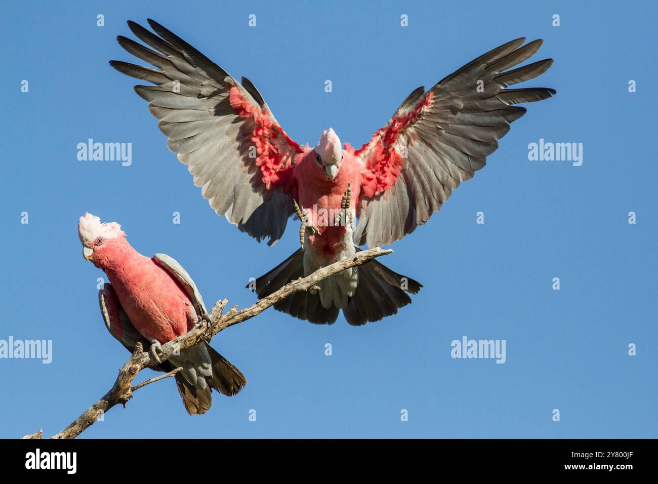 Australian Pink and Grey Galah's Stock Photo - Alamy