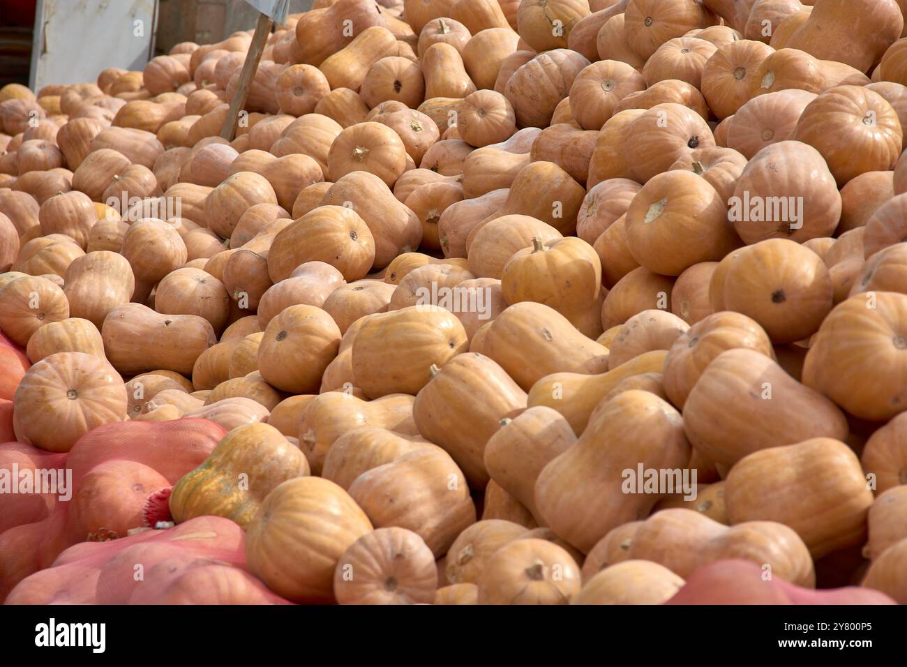 Large, vibrant pumpkins are prominently displayed at Chorsu Bazaar, one ...