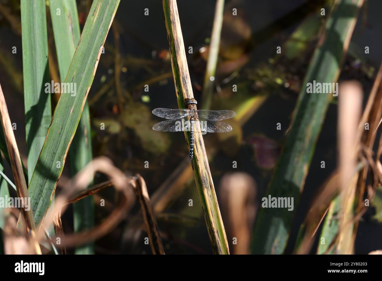Dragonfly's pictured flying around a lake in East Sussex, UK Stock ...