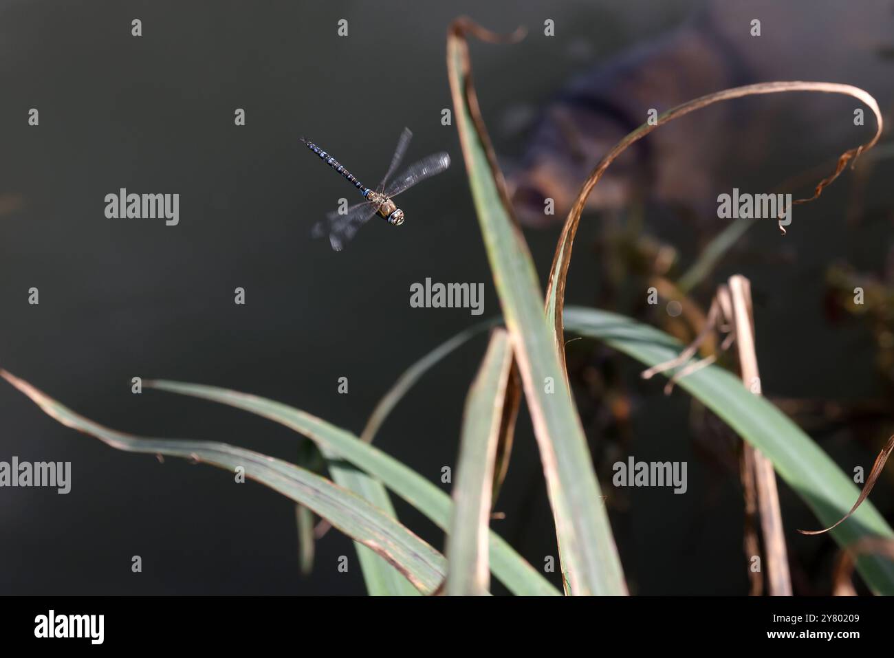 Dragonfly's pictured flying around a lake in East Sussex, UK Stock ...