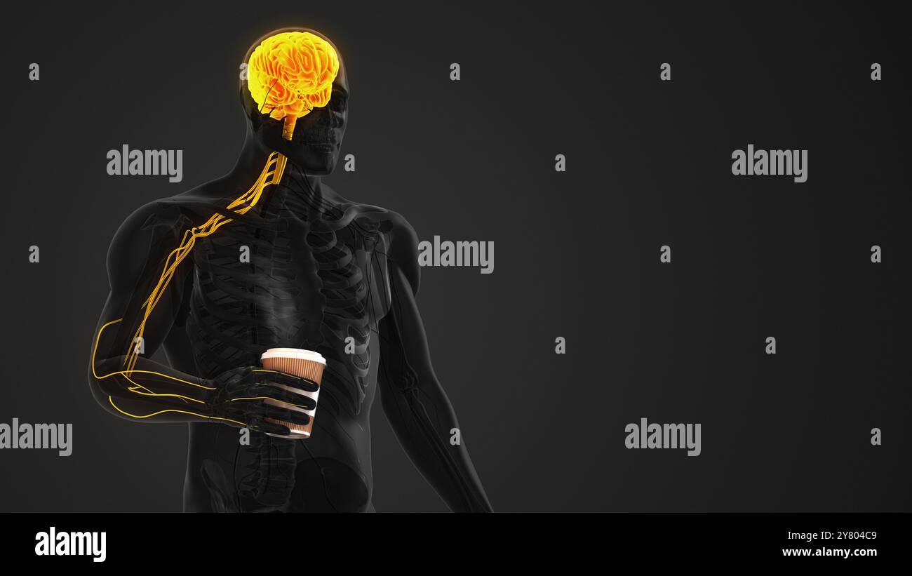 External nervous pathways to brain for touch sensation Stock Photo - Alamy