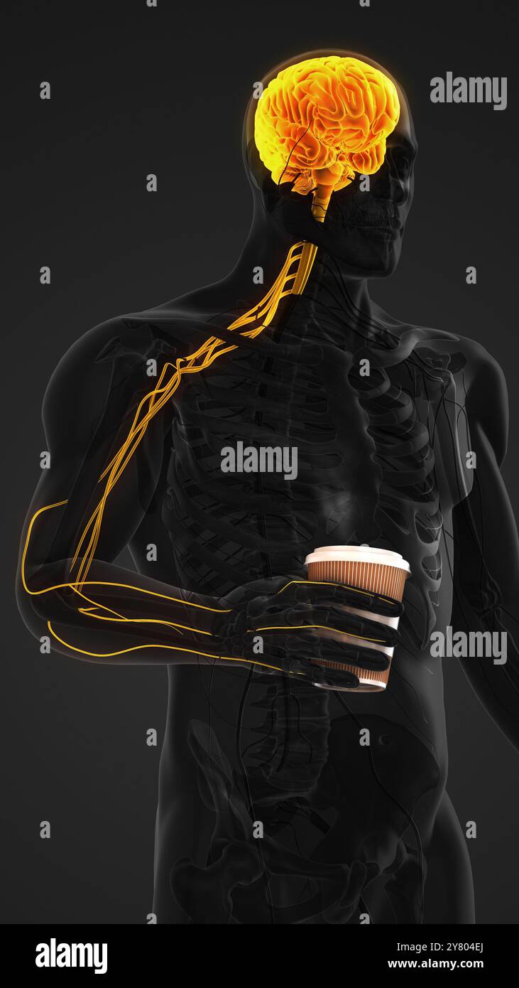 Peripheral sensory network to brain for tactile perception Stock Photo ...