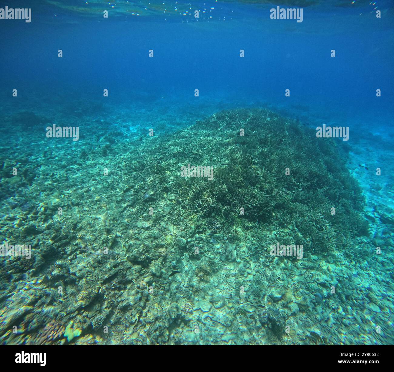 Otherwise healthy Acropora coral colony that has been half destroyed by ...