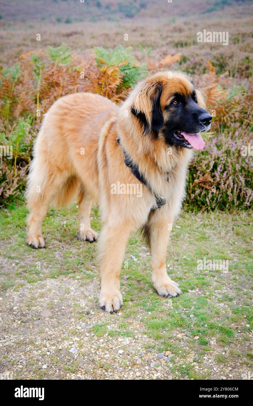 Leonberger hi-res stock photography and images - Alamy