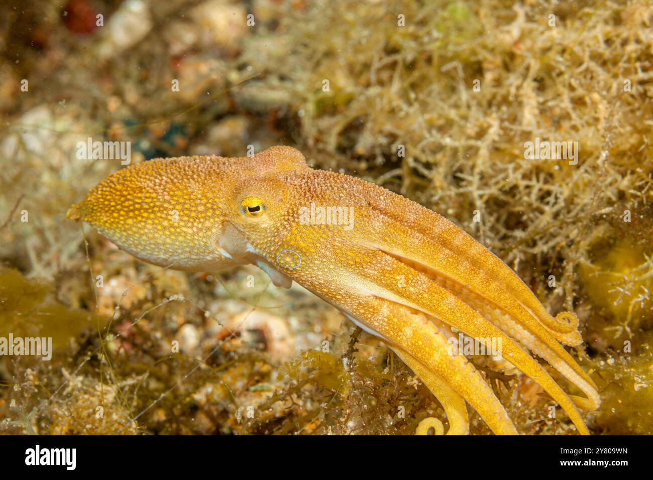 Philippines, Anilao, Siamese Ocellate Octopus (Amphioctopus siamensis ...
