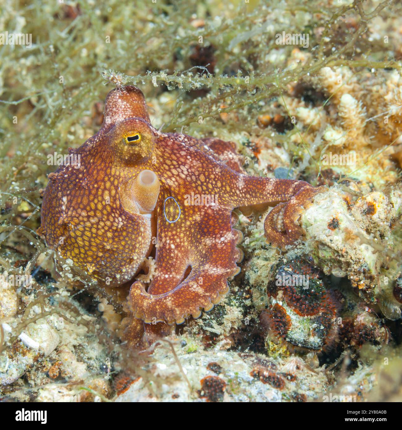 Philippines, Anilao, Siamese Ocellate Octopus (Amphioctopus siamensis ...