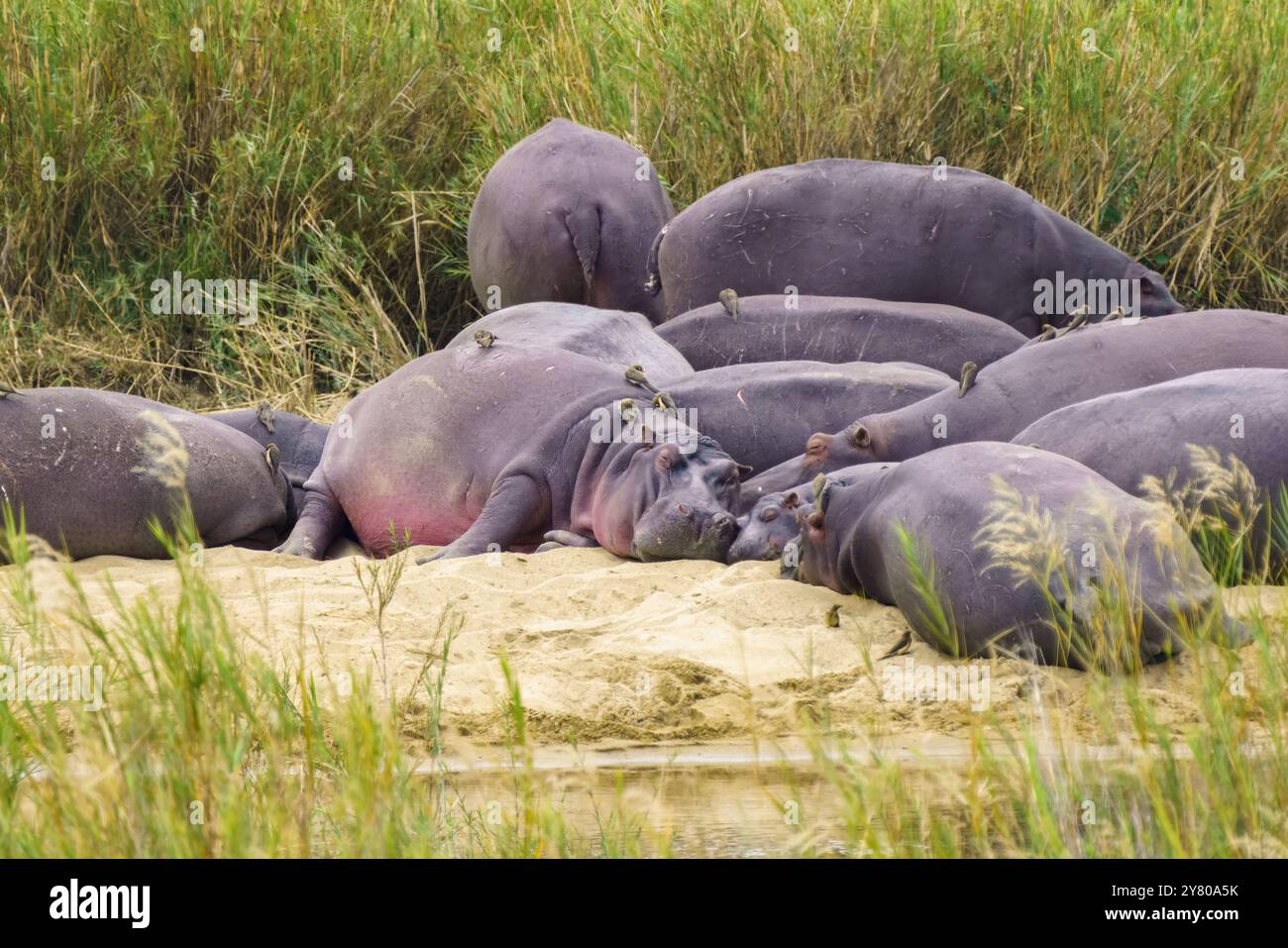 Birds oxpeckers helping hippo by removing parasites like ticks, in ...