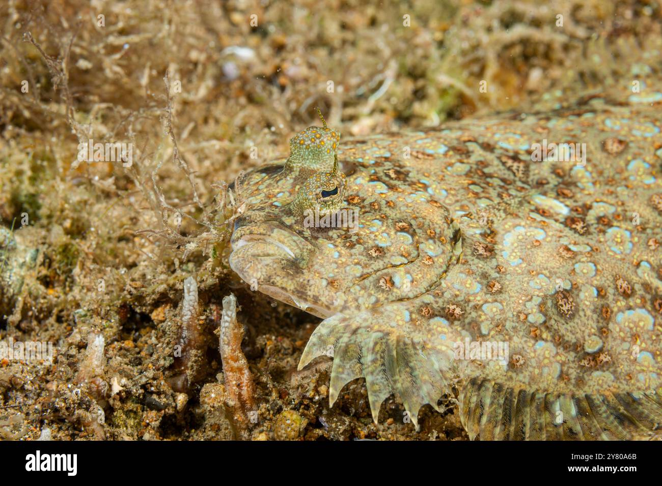 Philippines, Anilao, Peacock Flounder (Bothus mancus Stock Photo - Alamy