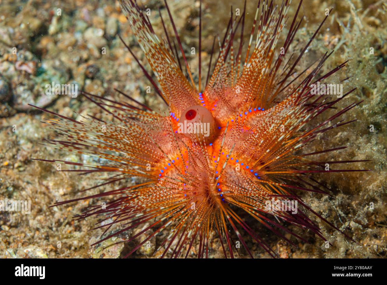 Philippines, Anilao, Radiant Sea Urchin (Astropyga radiata Stock Photo ...