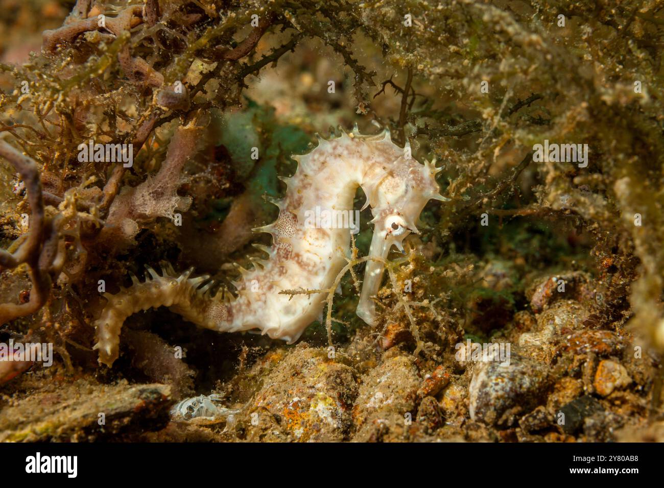Philippines, Anilao, White Spiny Seahorse (Hippocampus histrix), Thorny ...