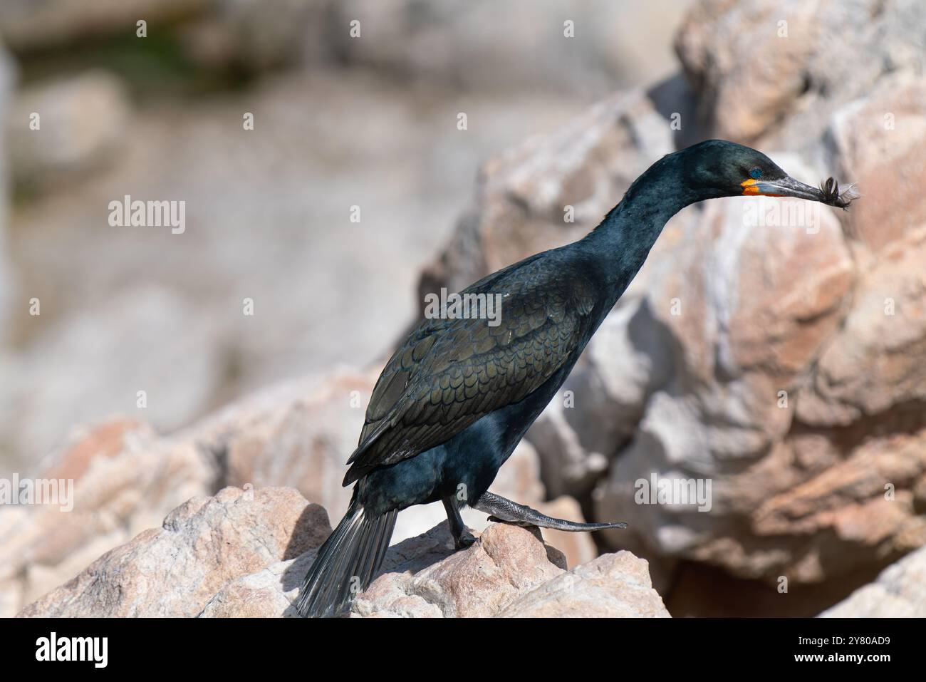 Cape cormorant, or Cape shag (Phalacrocorax capensis), a bird endemic ...