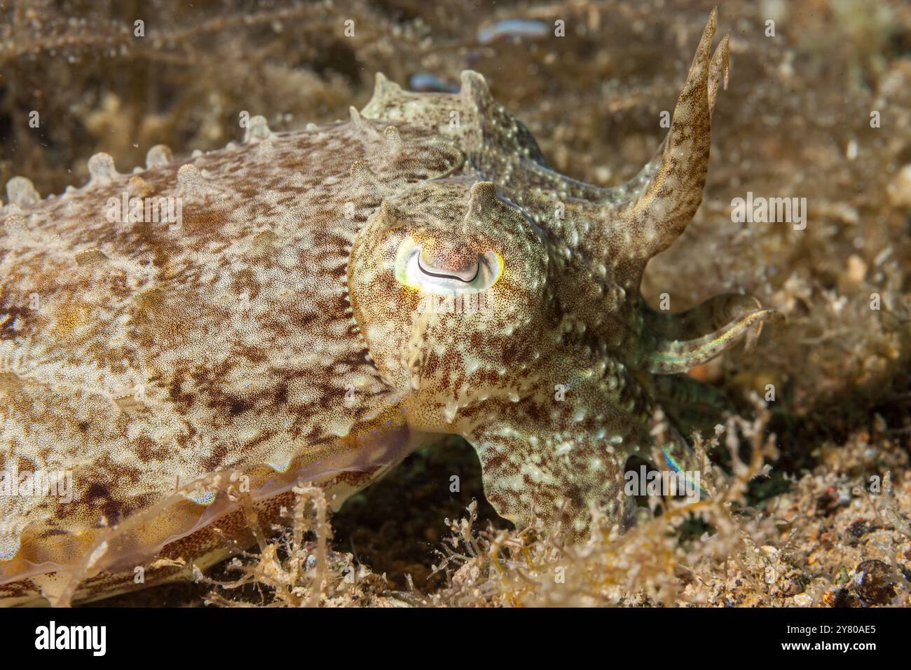 Acanthosepion aculeatum hi-res stock photography and images - Alamy