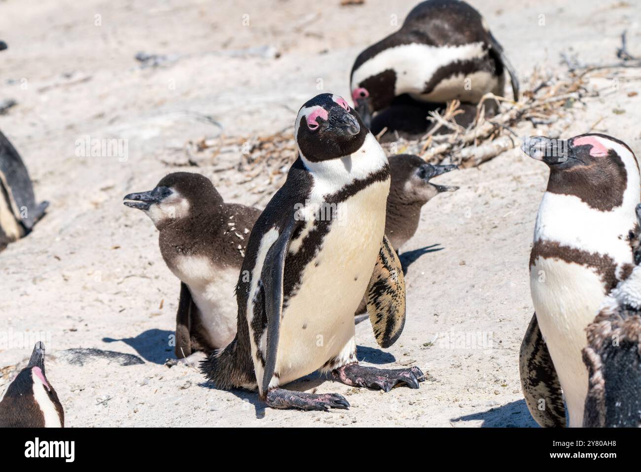 African penguin protects chicks in hi-res stock photography and images ...