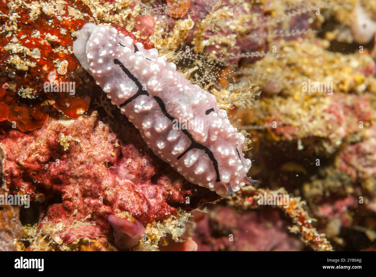 Philippines, Anilao, Nudibranch, Phyllidiella pustulosa, Sea slug Stock ...