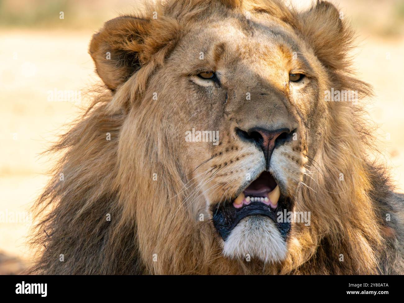 Close-up of the jaws of a roaring lion, in Kruger National Park, South ...