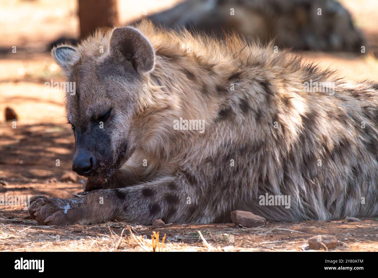Close up of a spotted hyena (Crocuta crocuta), also known as the ...
