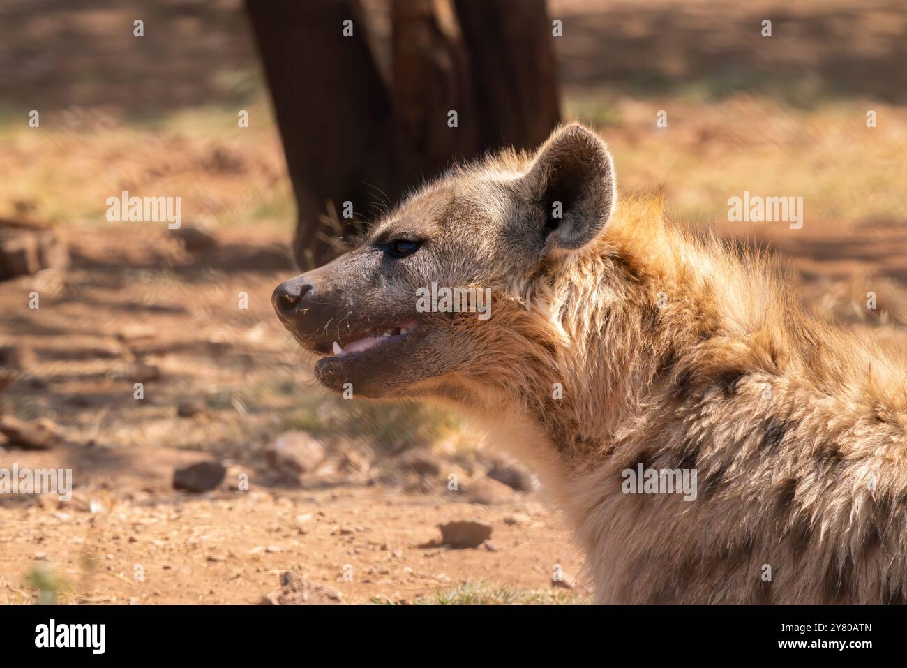 Close up of a spotted hyena (Crocuta crocuta), also known as the ...