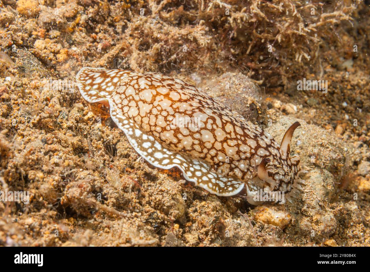 Marine life philippines hi-res stock photography and images - Alamy