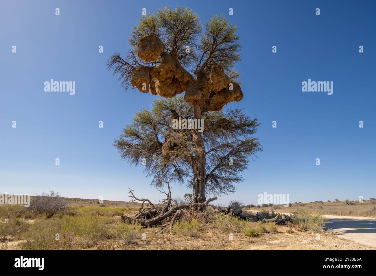 Large compound community nest of Sociable Weaver, or Philetairus socius ...
