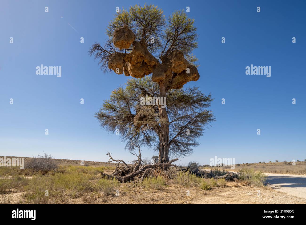 Large compound community nest of Sociable Weaver, or Philetairus socius ...