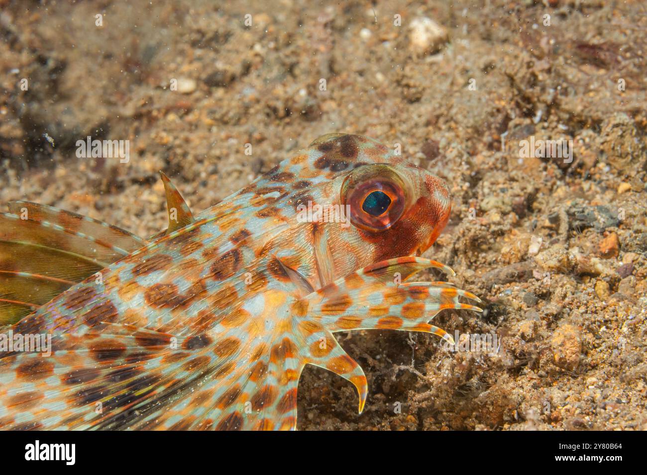 Philippines, Anilao, Oriental Flying Gurnard (Dactyloptena orientalis ...