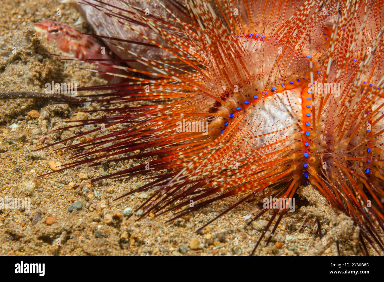 Philippines, Anilao, Radiant Sea Urchin (Astropyga radiata Stock Photo ...