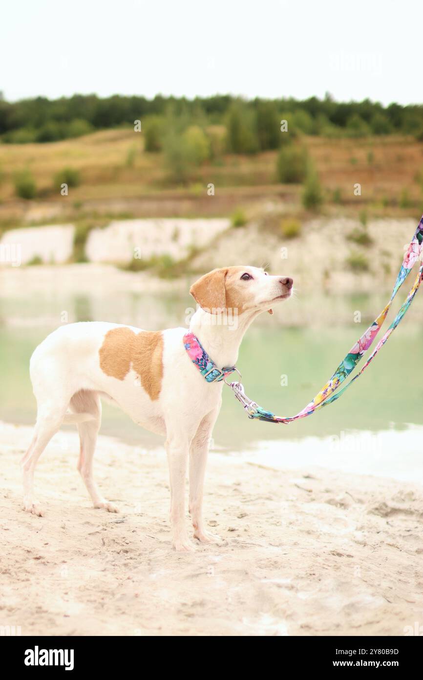 The pointer crossbreed stands behind lake. She is so handsome Stock ...