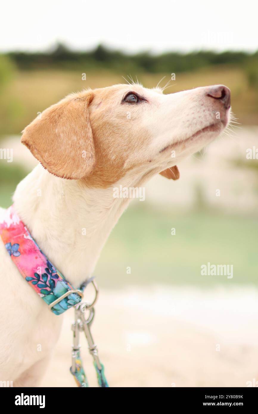 The pointer crossbreed stands behind lake. She is so handsome Stock ...