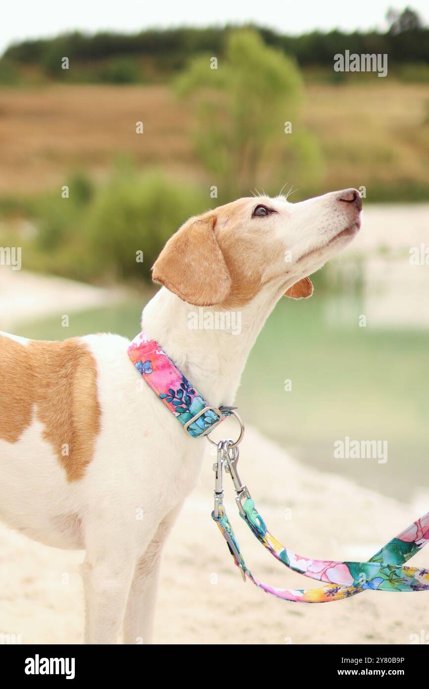 The pointer crossbreed stands behind lake. She is so handsome Stock ...