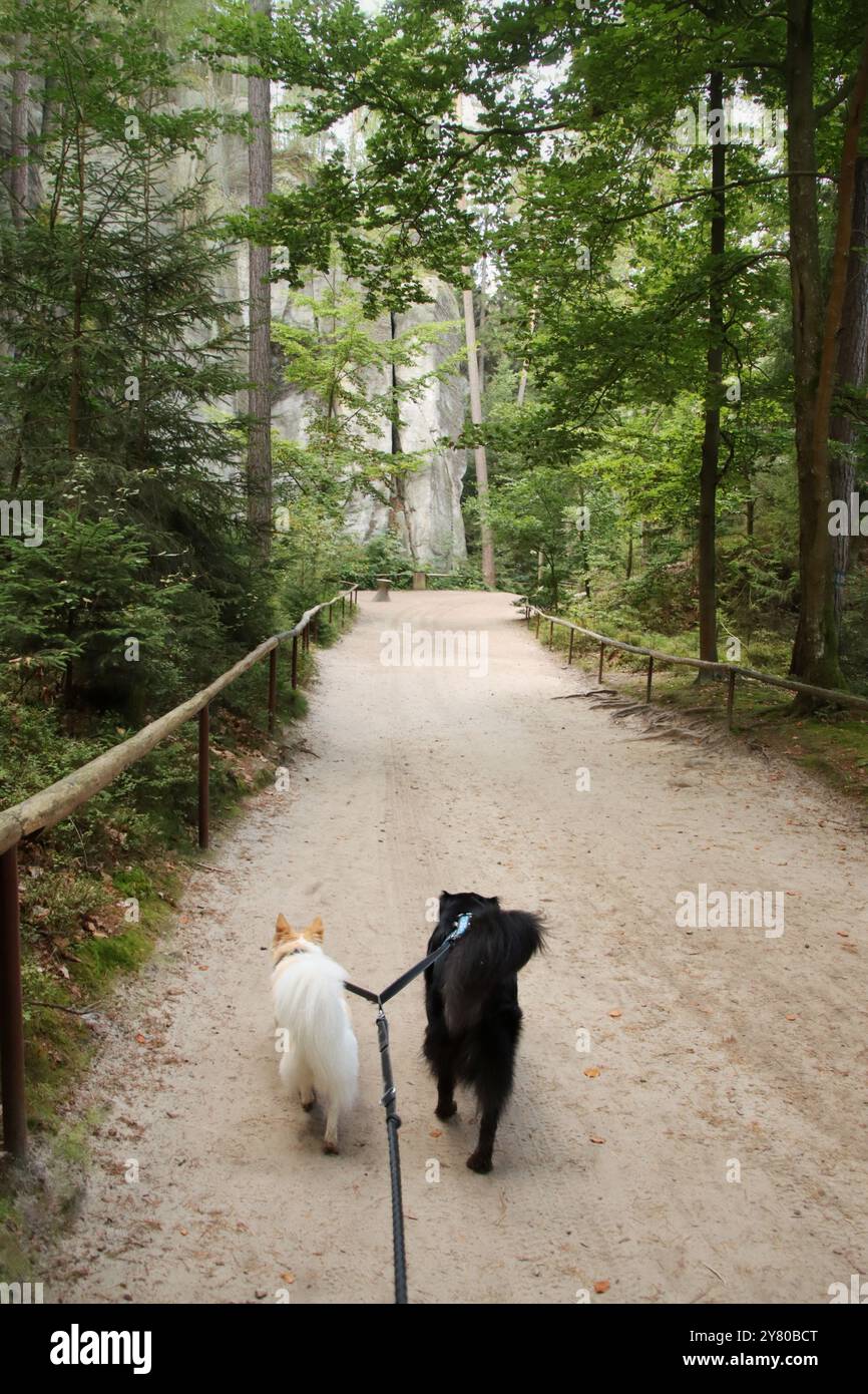 Two dogs walk along hi-res stock photography and images - Alamy