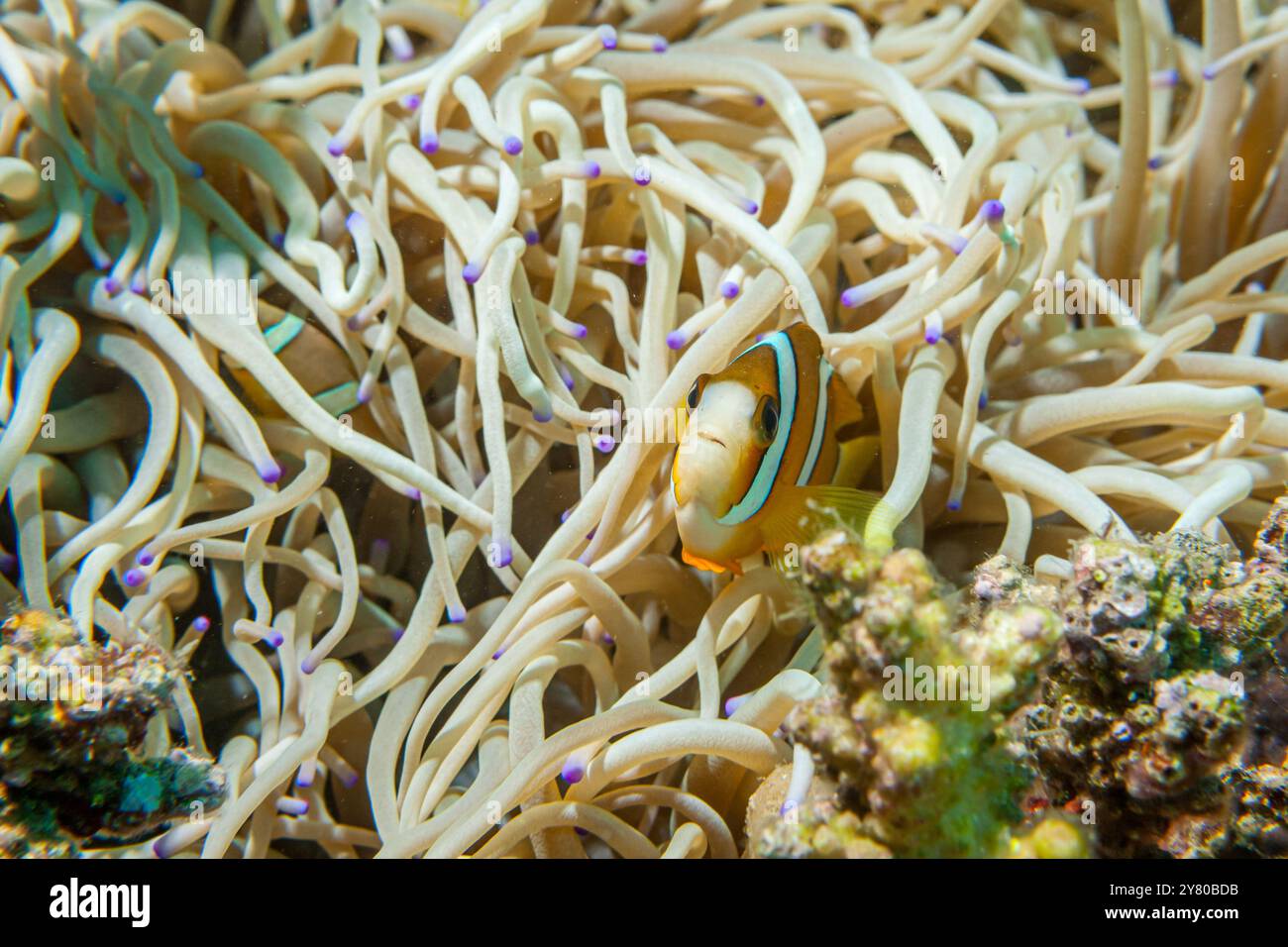 Philippines, Anilao, Red Sea Anemonefish, Clownfish (Amphiprion ...