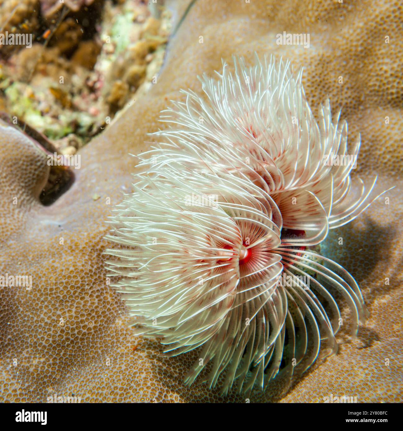 Philippines, Anilao, Feather-duster Worms, Tube Worms, Fan Worms ...