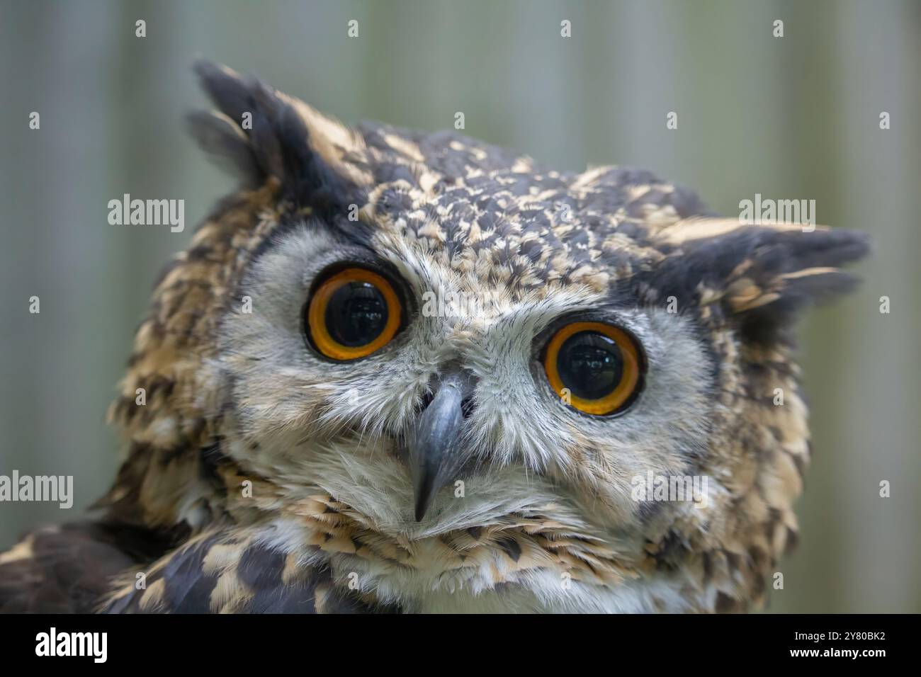 Cape eagle owl bubo capensis hi-res stock photography and images - Alamy