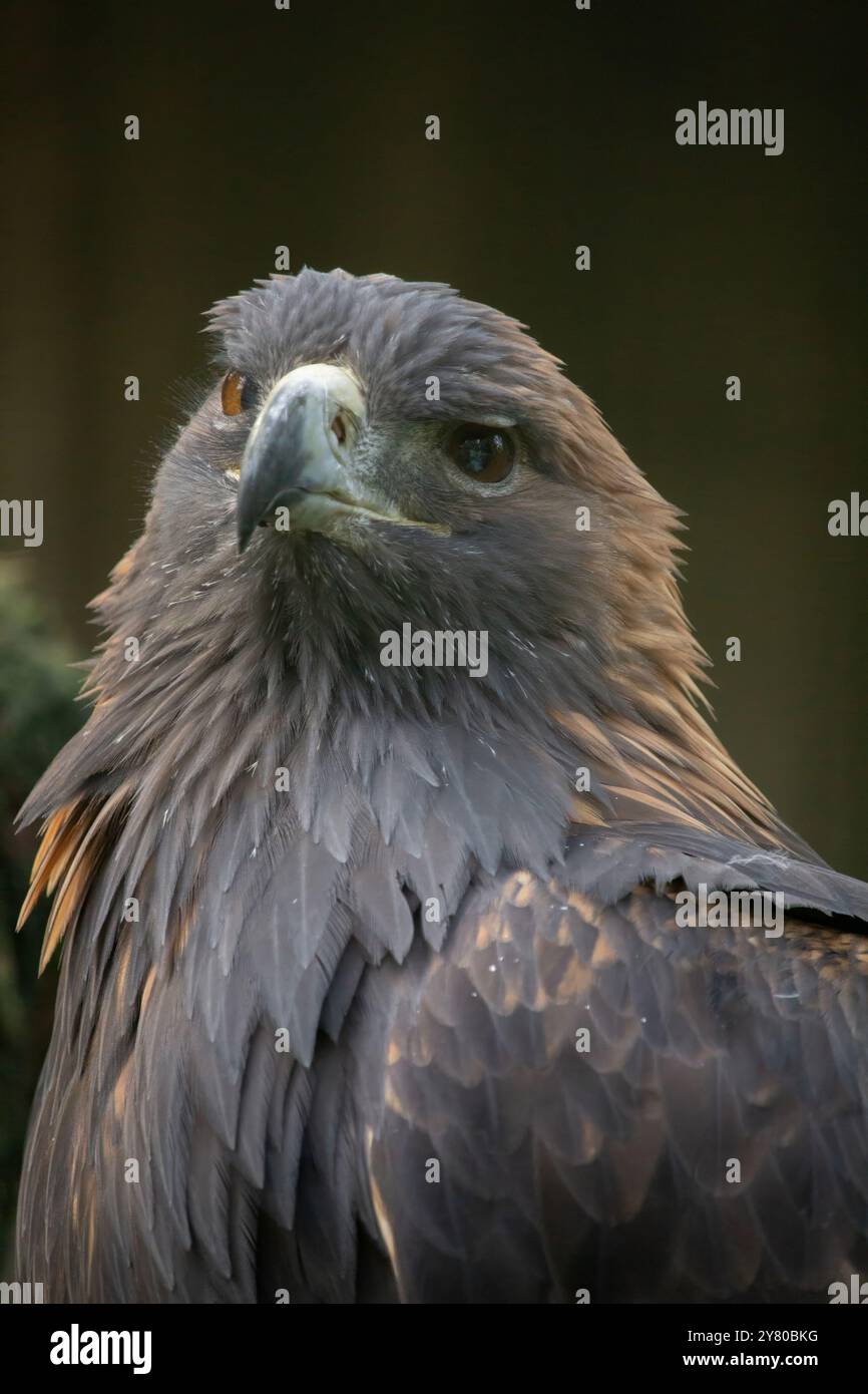Portrait of Bird of prey Golden Eagle. The golden eagle, Aquila ...