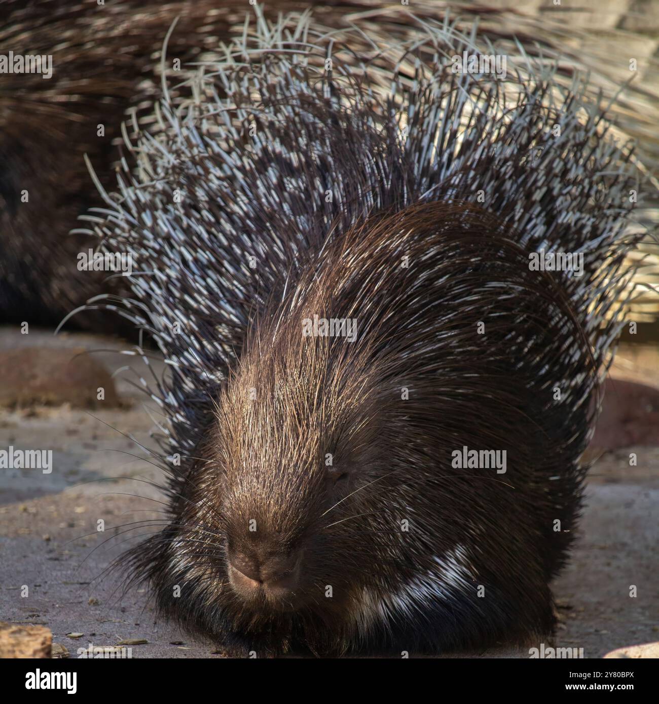 Full body of crested porcupine (hystrix cristata). Photography of ...