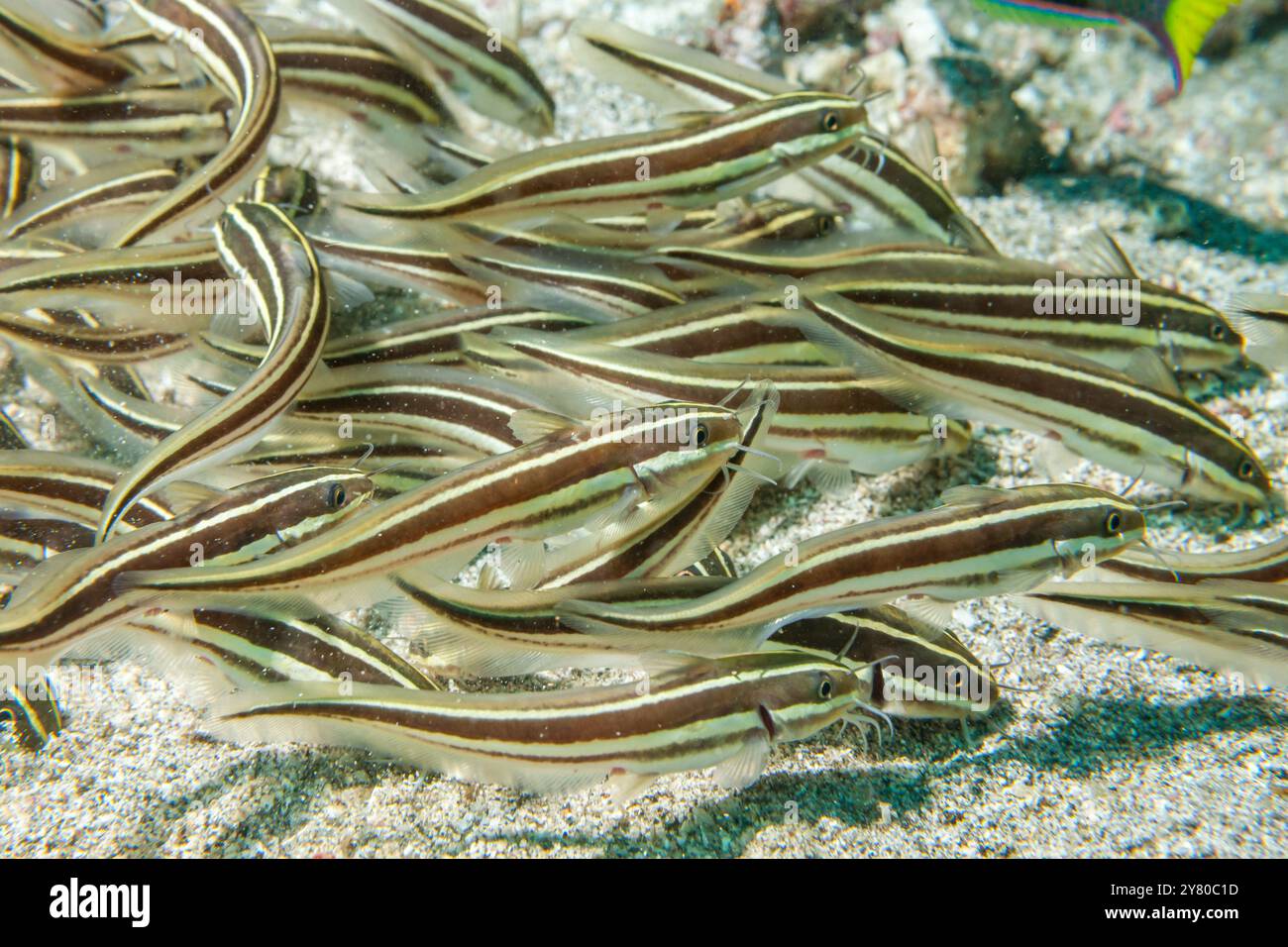 Philippine sea eel hi-res stock photography and images - Alamy