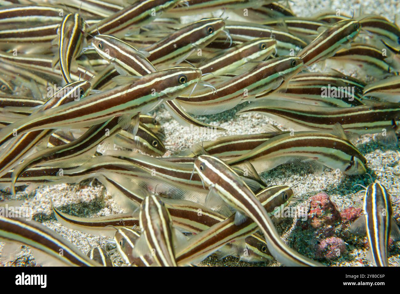 Philippines, Anilao, Striped Eel Catfish (Plotosus lineatus Stock Photo ...