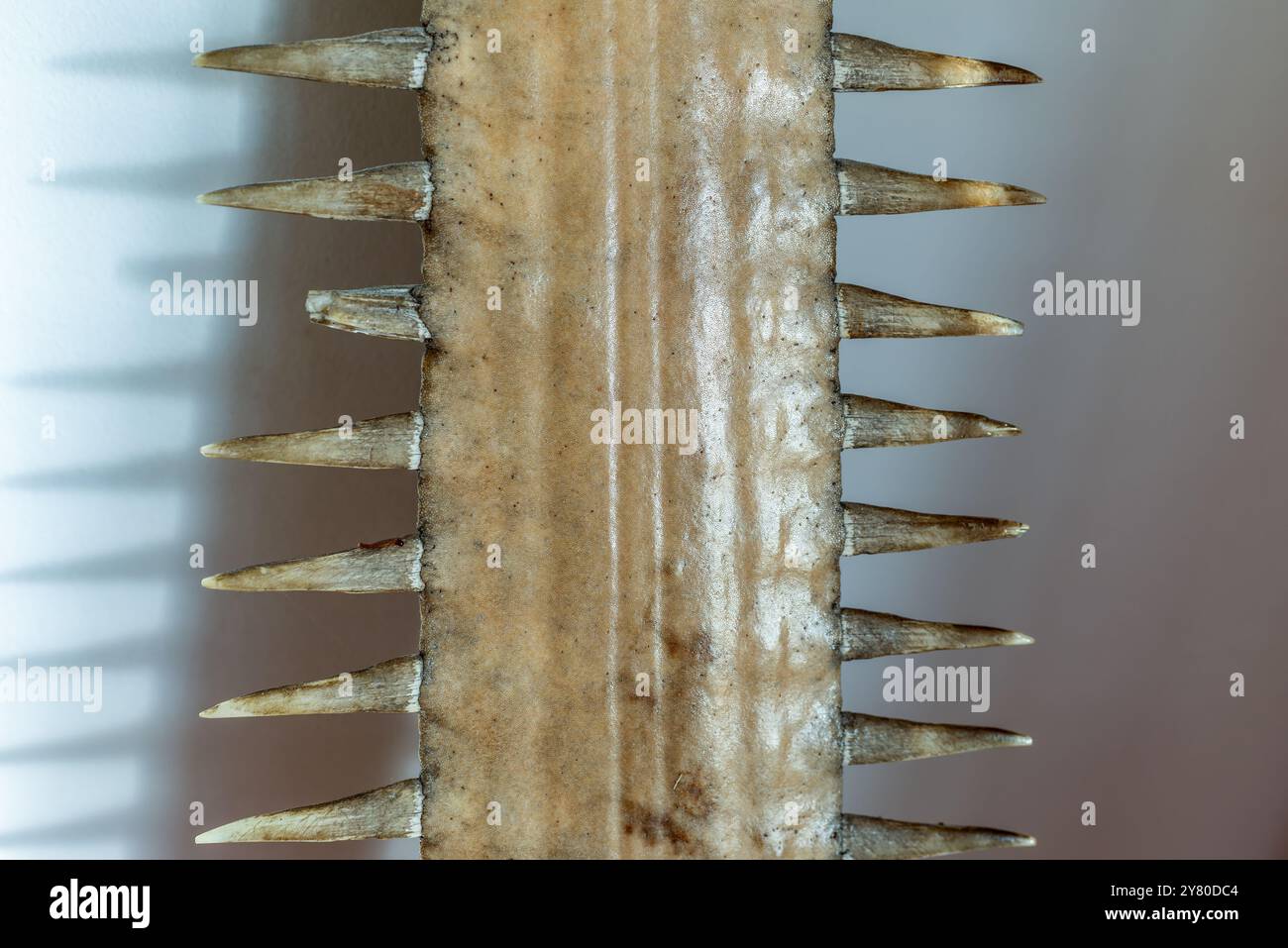 Wide sawfish hi-res stock photography and images - Alamy