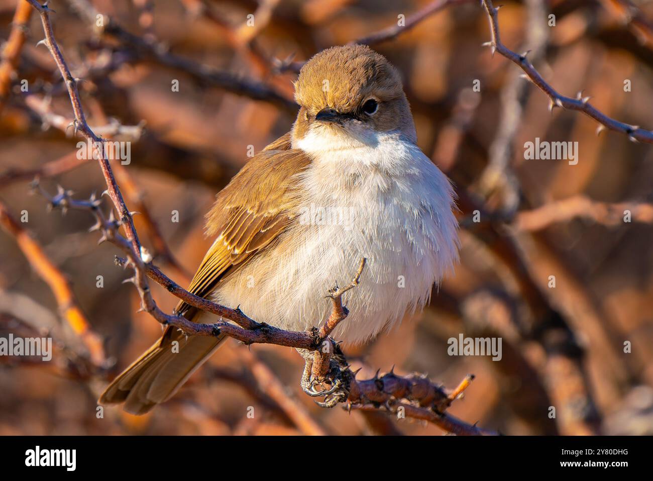 Marico flycatcher, or Bradornis mariquensis, in Kgalagadi Transfrontier ...