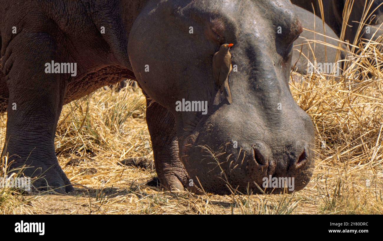 Birds oxpeckers helping hippo by removing parasites like ticks, in ...