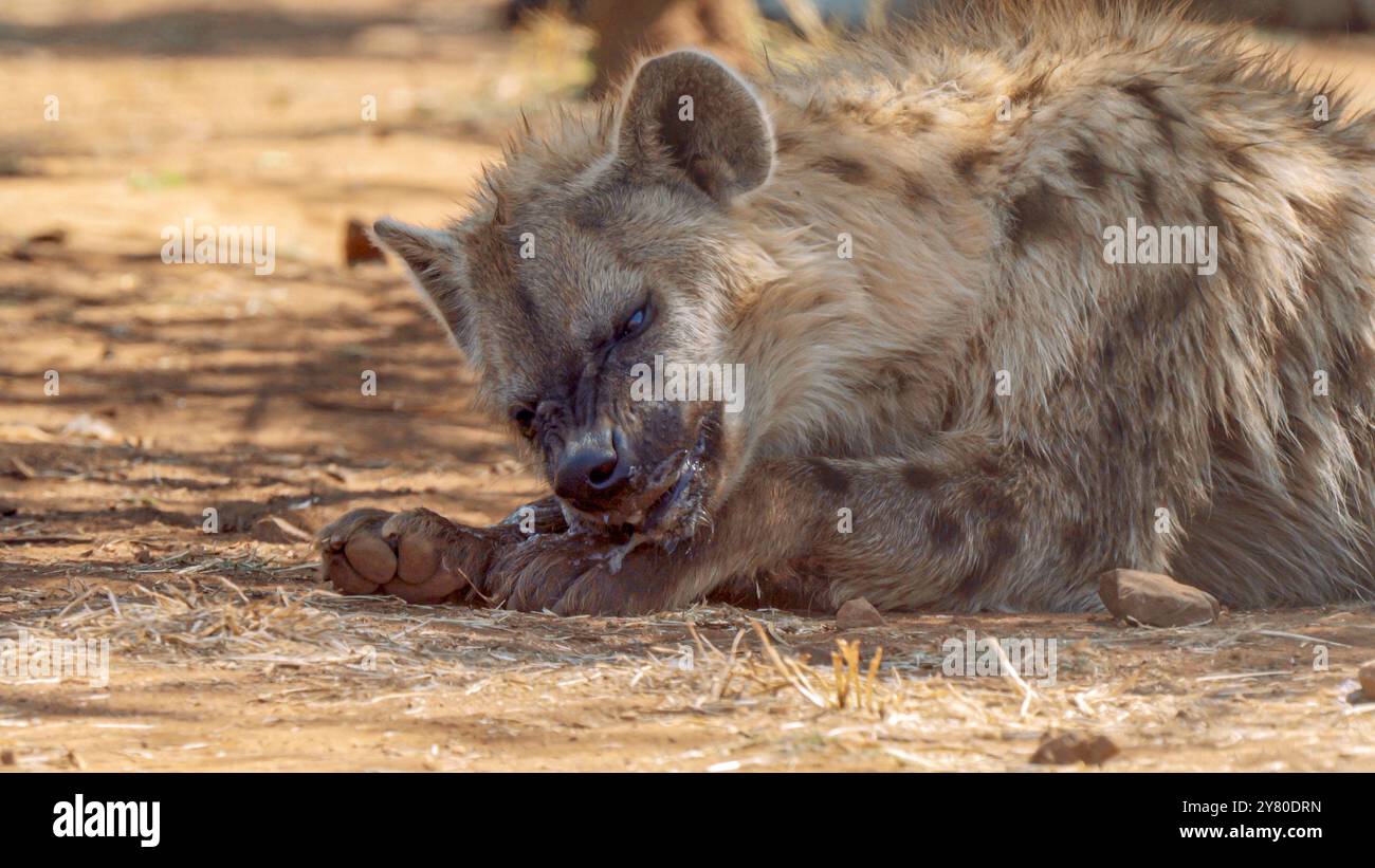 Close up of a spotted hyena (Crocuta crocuta), also known as the laughing hyena, eating remains ...