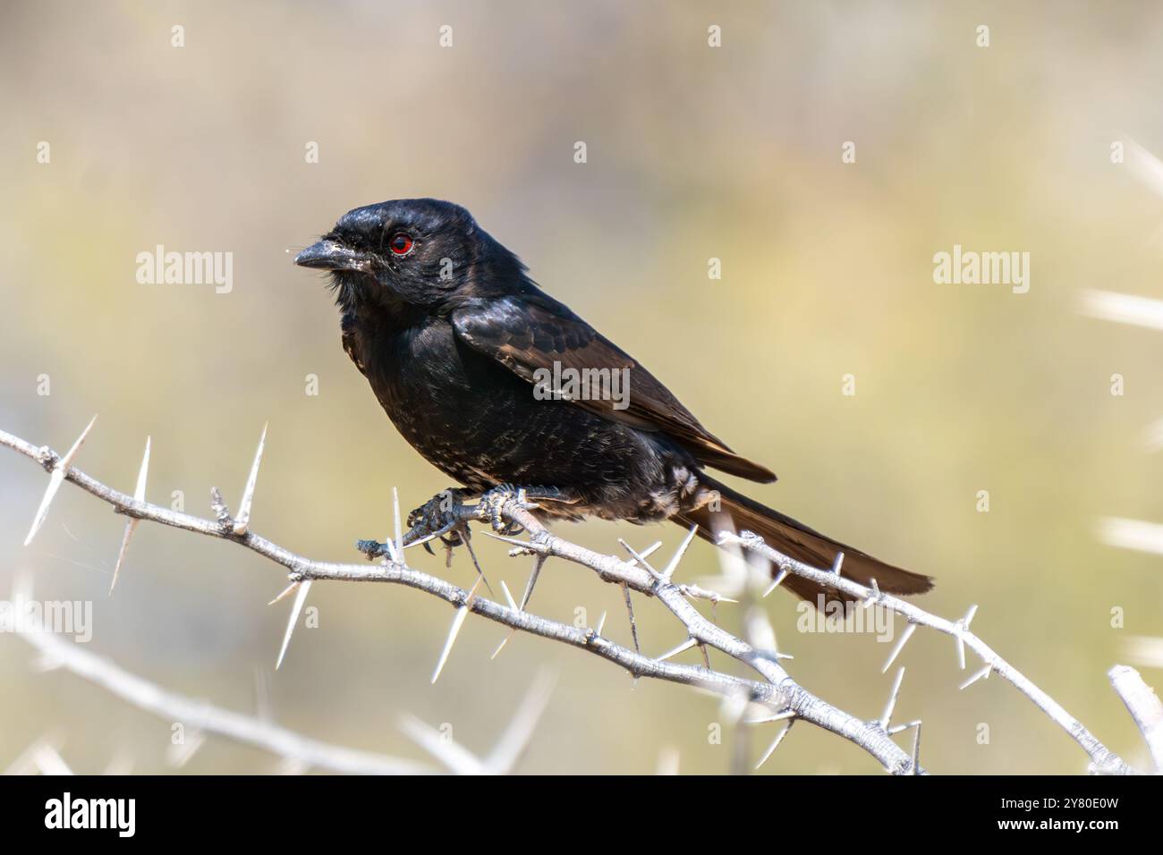 The fork tailed drongo, or Dicrurus adsimilis, also called the common ...