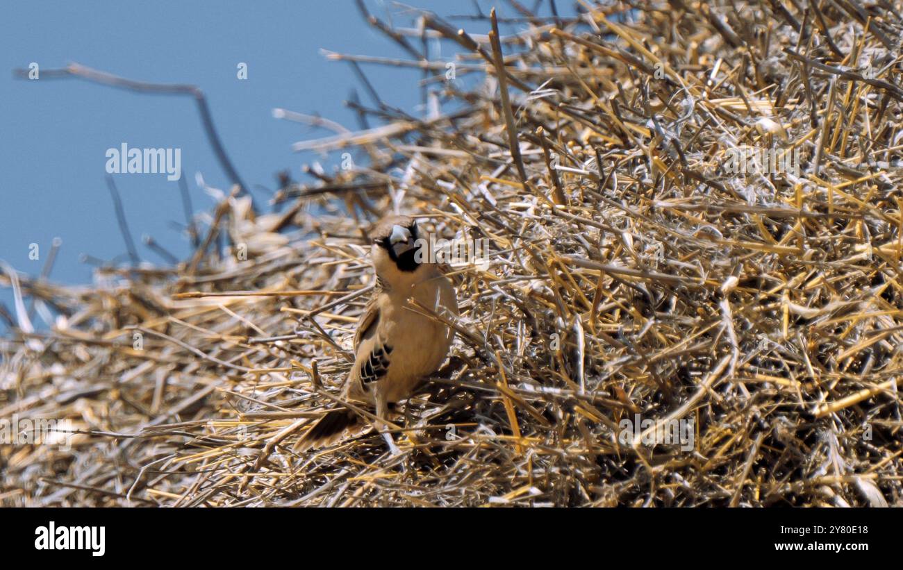 Sociable Weaver working to build the biggest compound community nest of ...
