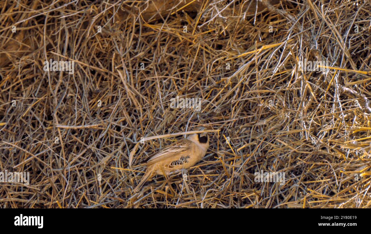 Sociable Weaver working to build the biggest compound community nest of ...