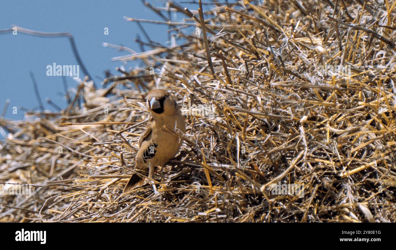Sociable Weaver working to build the biggest compound community nest of ...