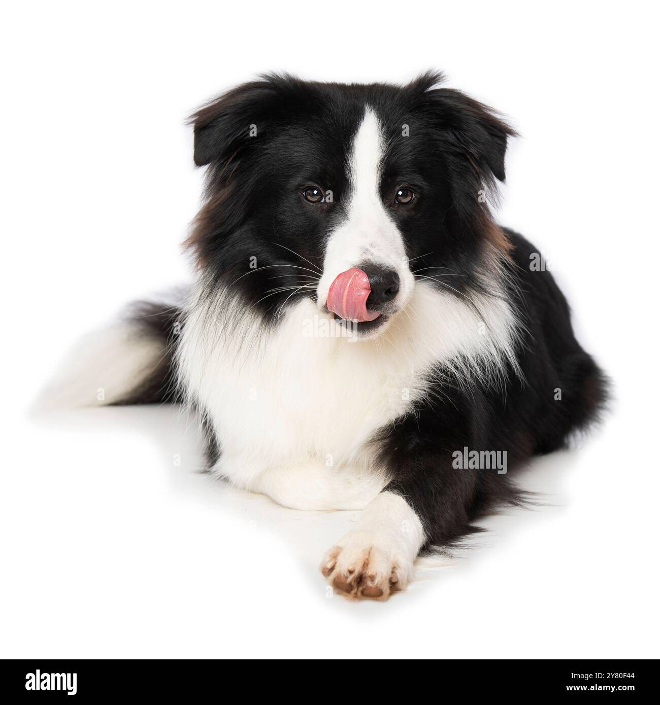 Border collie licks nose hi-res stock photography and images - Alamy