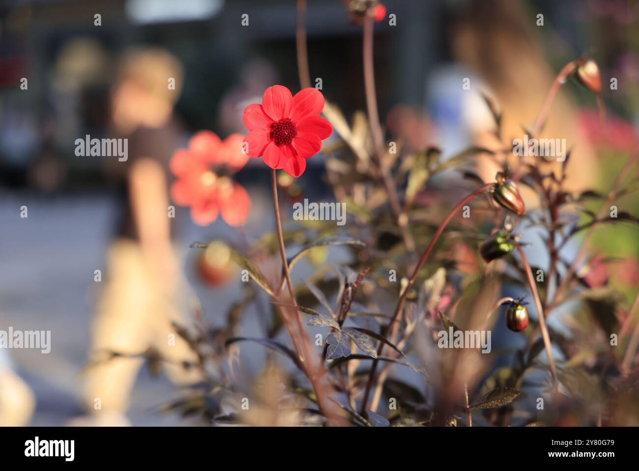 Flowers in Oslo's pedestrian street Stock Photo - Alamy