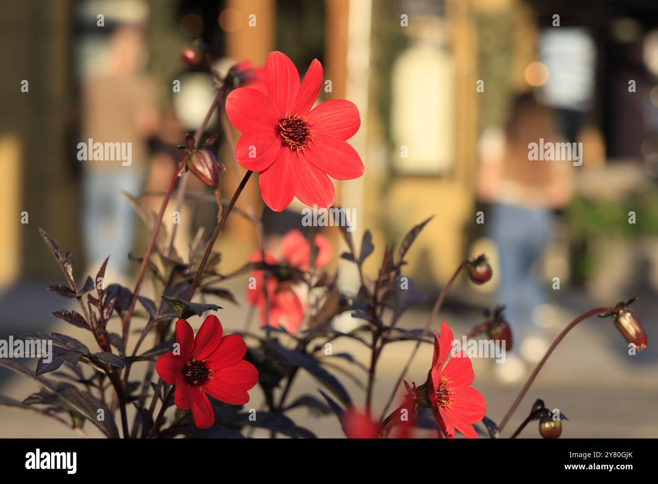Flowers in Oslo's pedestrian street Stock Photo - Alamy