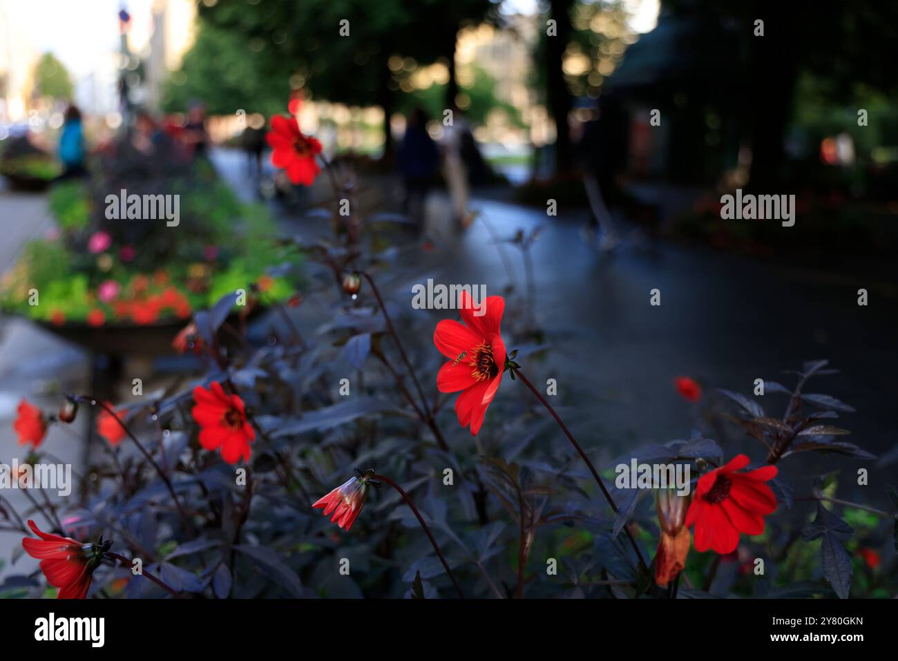 Flowers in Oslo's pedestrian street Stock Photo - Alamy